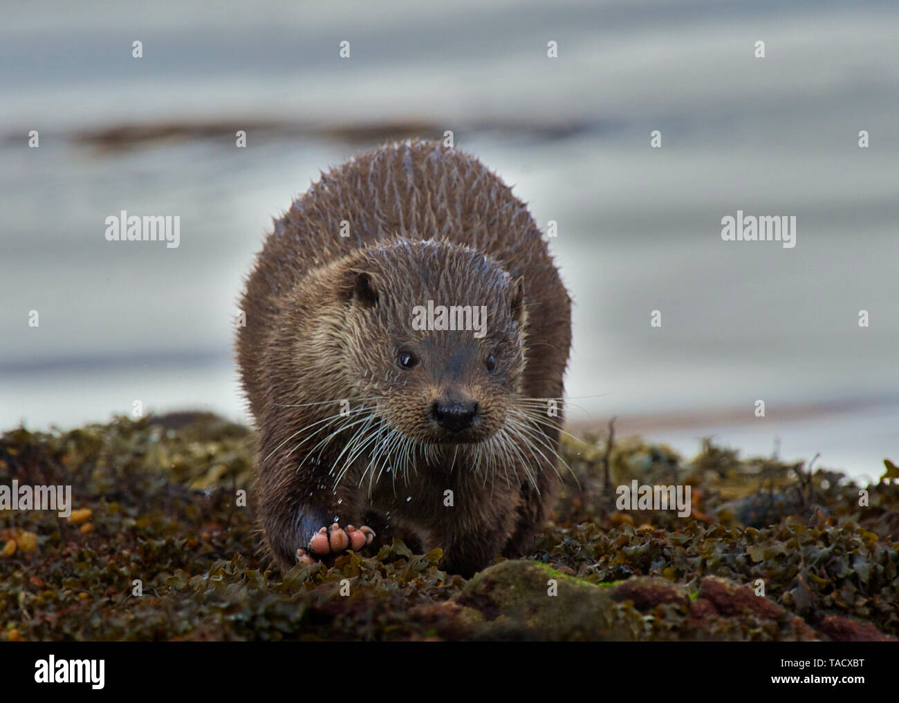 Scottish Coastal Otter, islay Scotland Stock Photo - Alamy