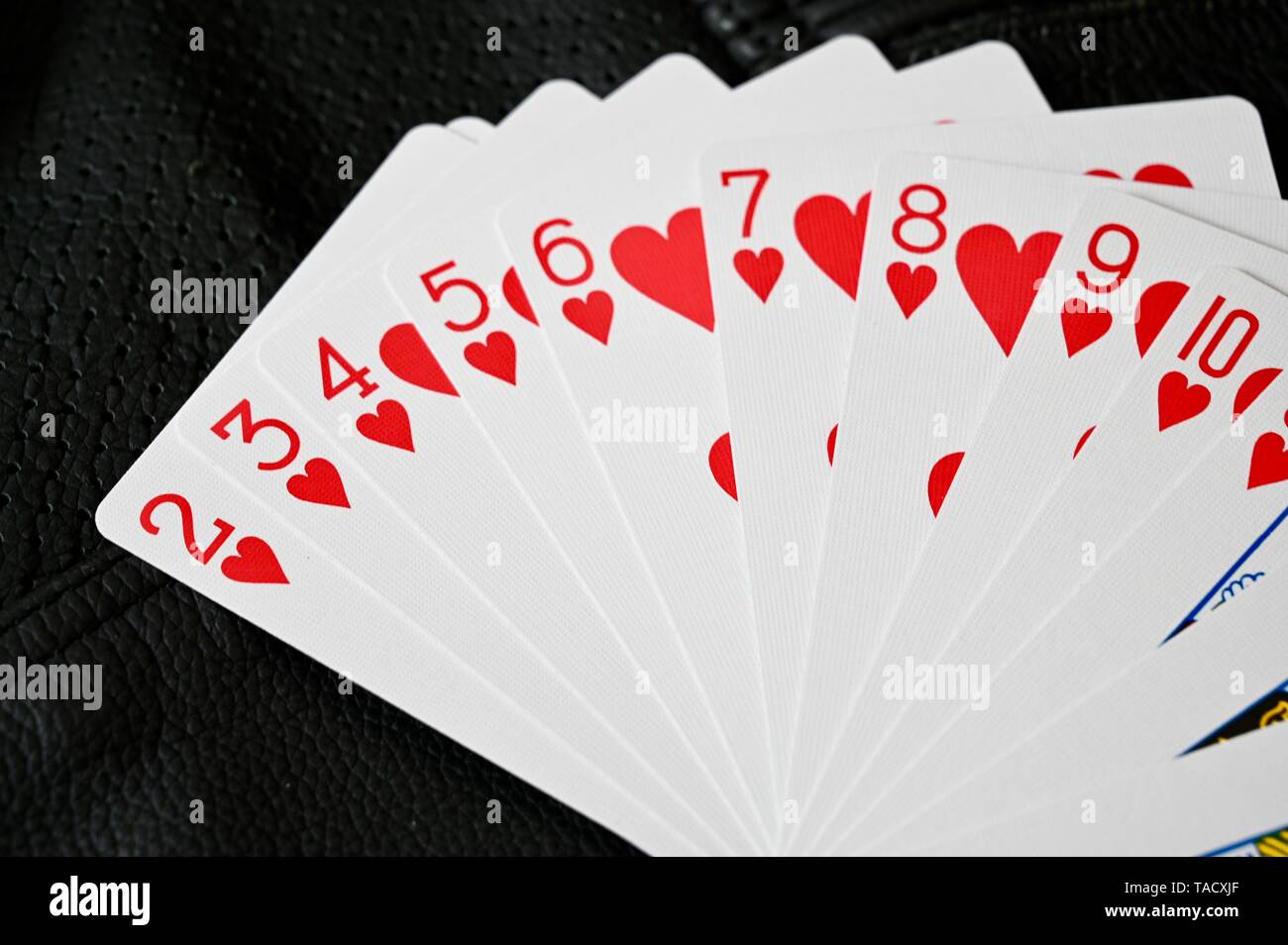 A fanned and ordered grouping of the Hearts from a deck of cards of a ...