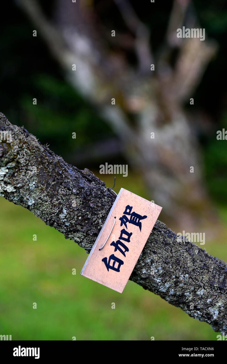 tree plaque Japan Stock Photo - Alamy