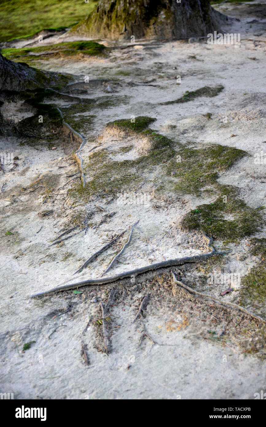 tree roots gardens Japan Stock Photo - Alamy