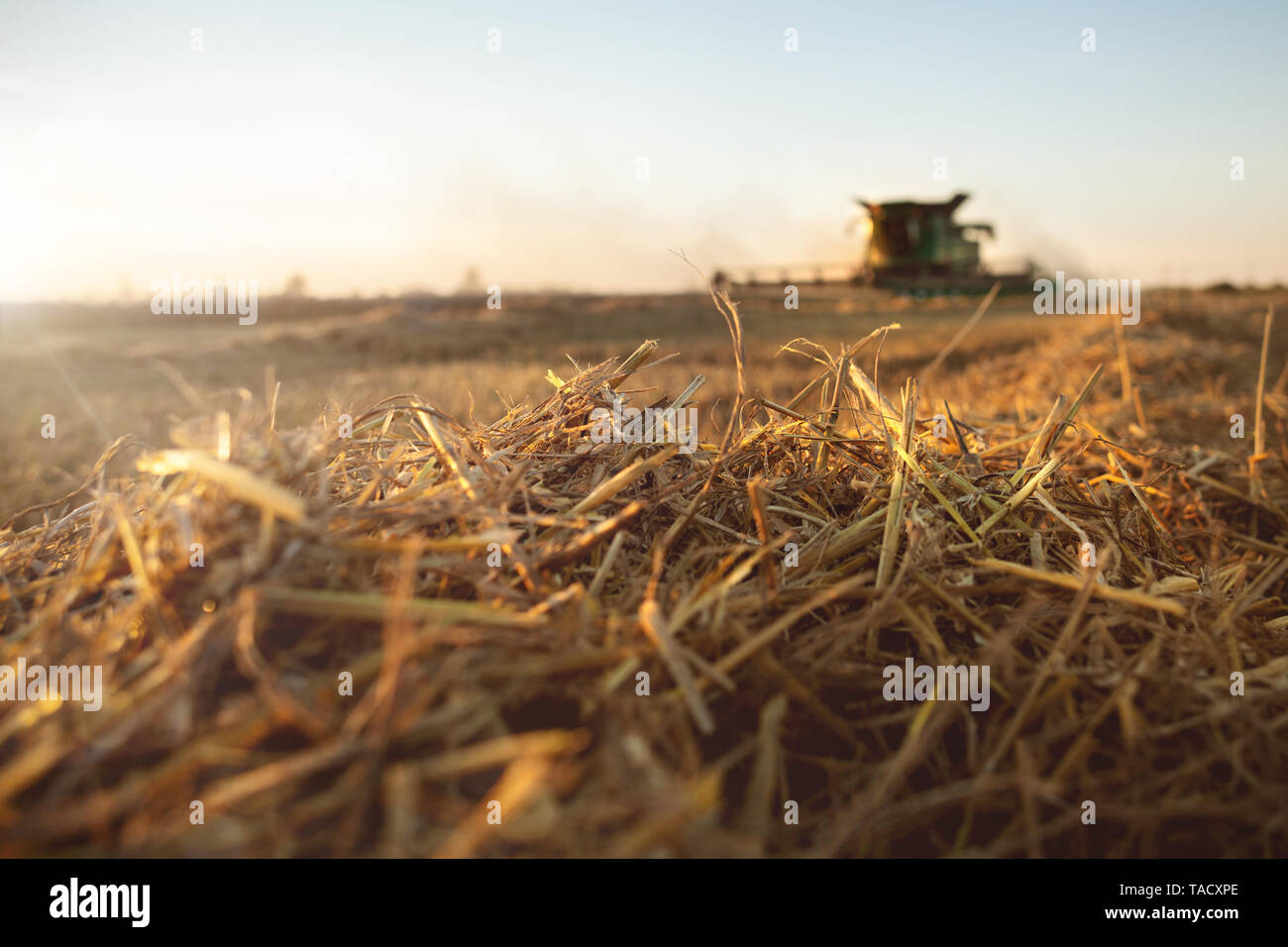 Straw stalk hi-res stock photography and images - Alamy