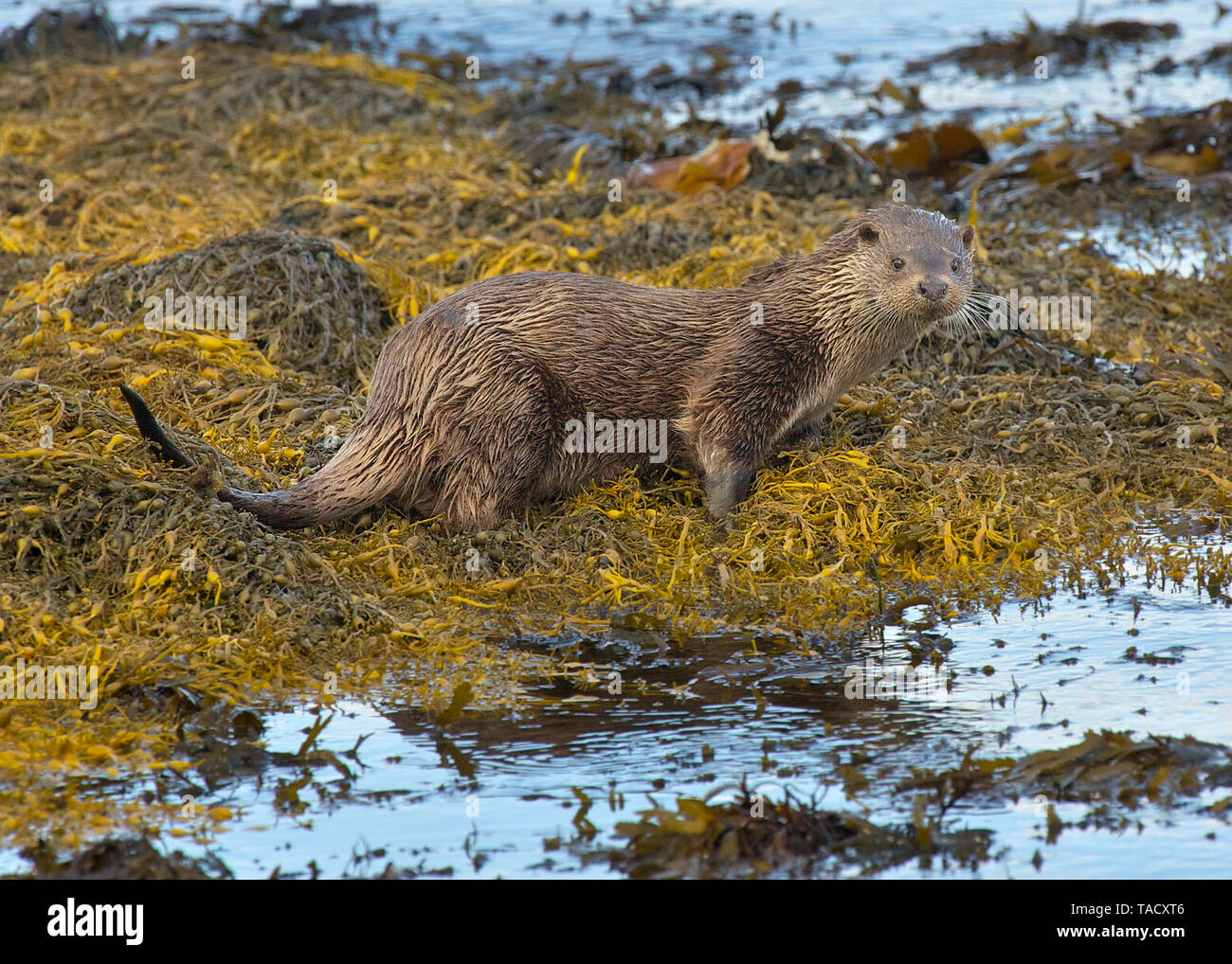 Scottish coastal otter, islay scotland hi-res stock photography and ...