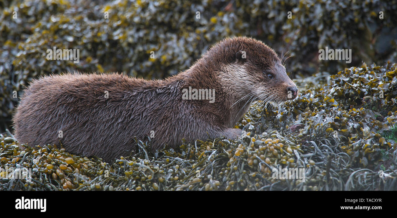 Scottish otter hi-res stock photography and images - Alamy