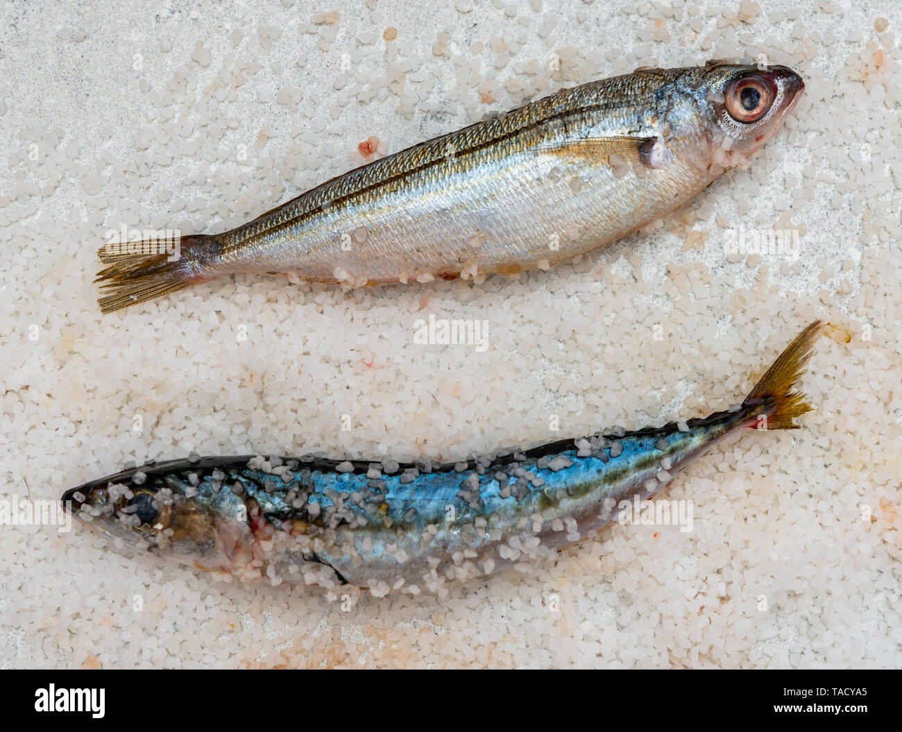 Whole raw organic mackerel fish with sea salt lying on a flat surface ...
