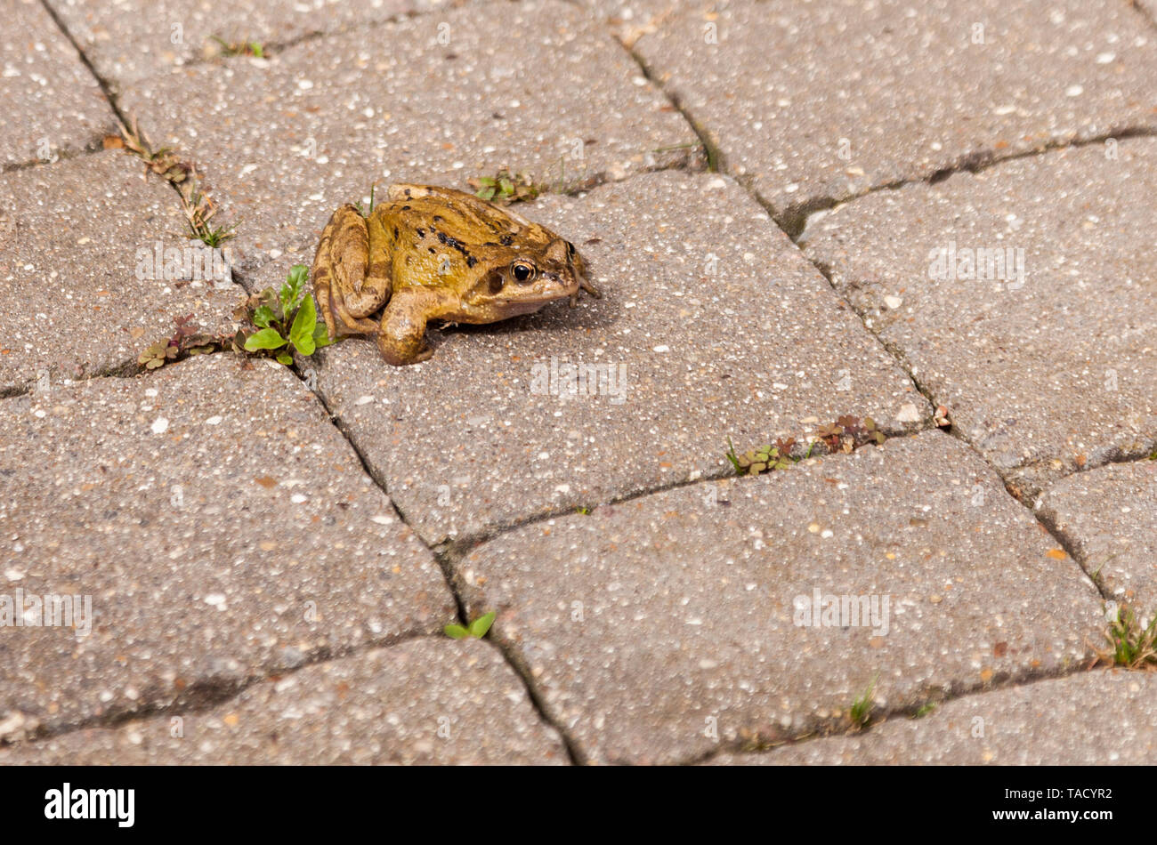 A frog on block paving in England,UK Stock Photo - Alamy