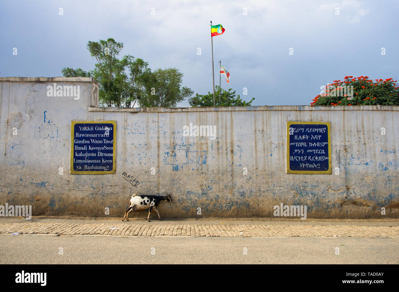Goat walking alone through the streets of Harar, Ethiopia on a sunny ...