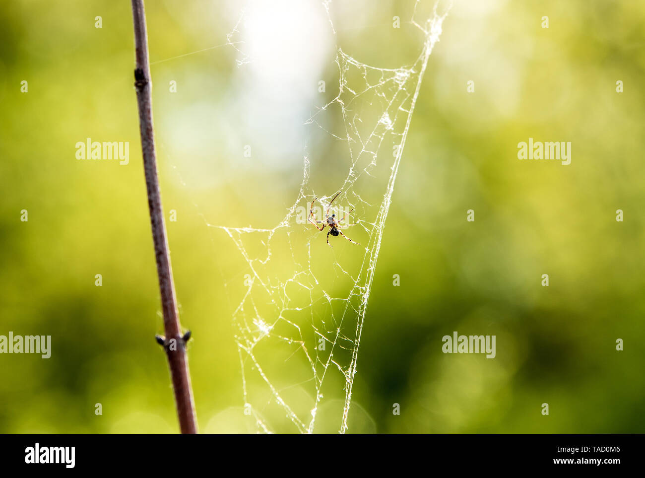Cobweb in the sun Stock Photo - Alamy