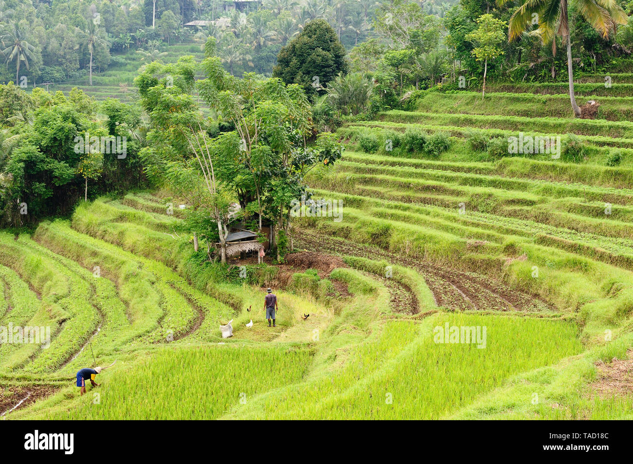 Beautiful jatiluwih rice terraces in hi-res stock photography and ...