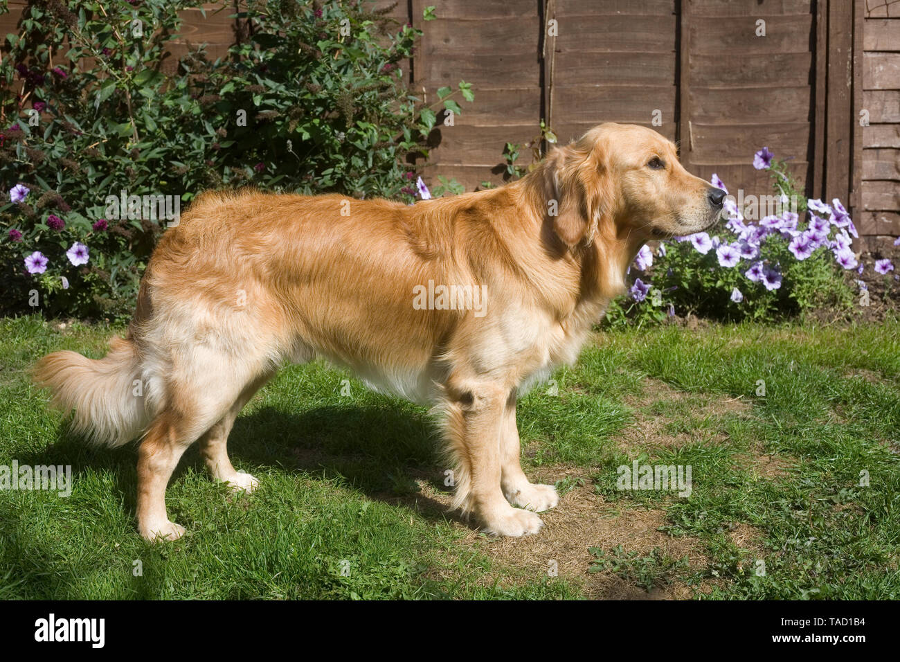 Young adult male golden retriever standing on grass in back garden near ...