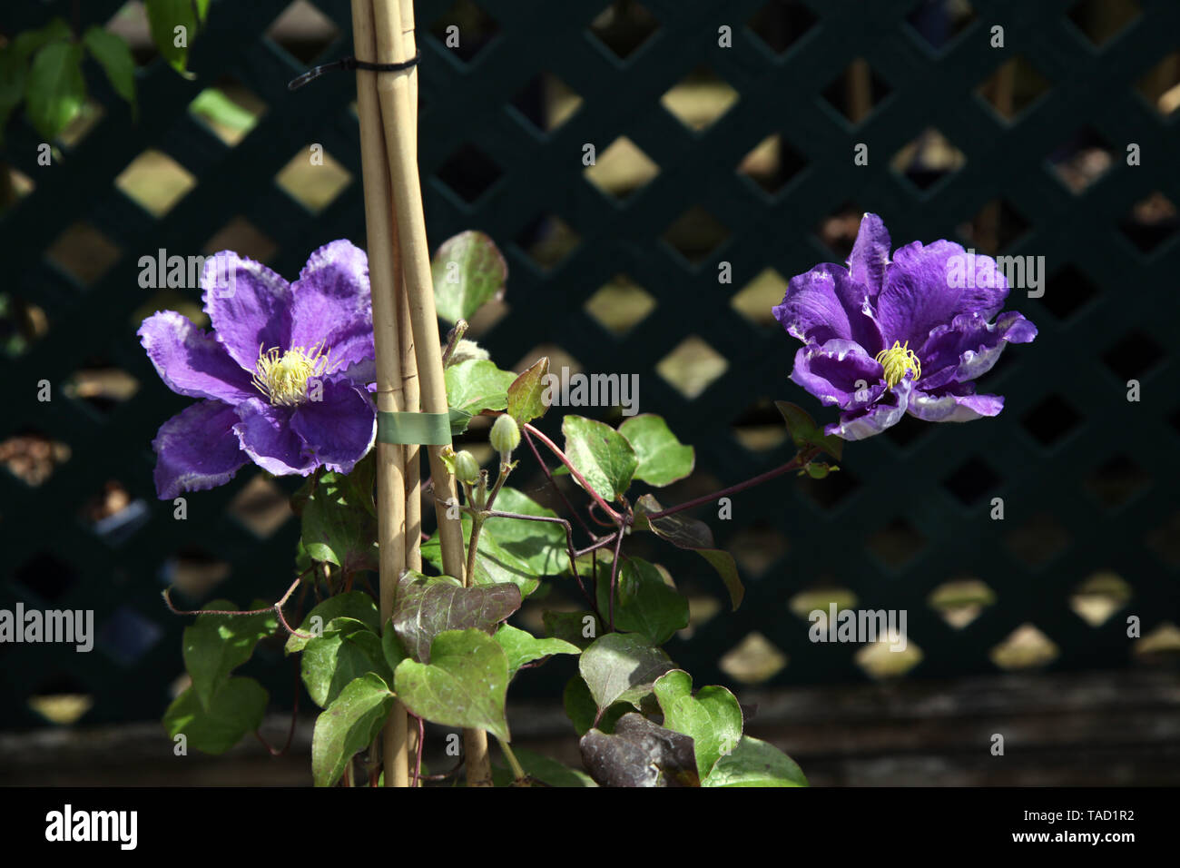 Clematis 'Kingfisher' Evipo037, a medium-sized deciduous climber of the ...