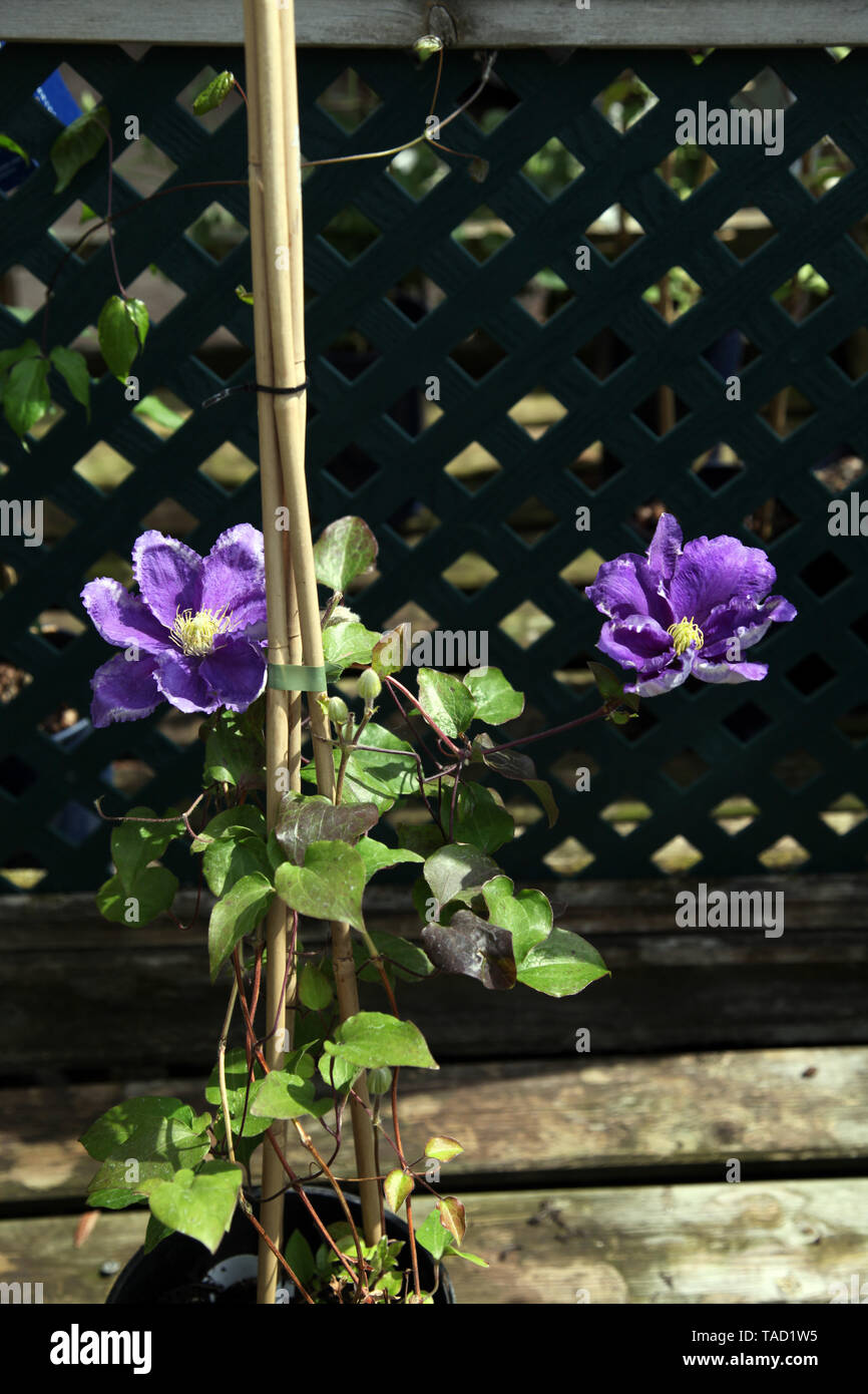 Clematis 'Kingfisher' Evipo037, a medium-sized deciduous climber of the ...