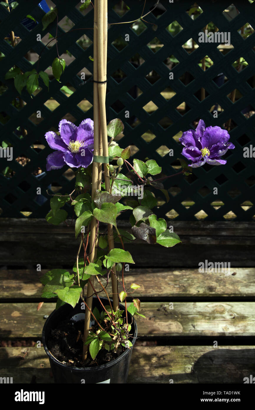 Clematis 'Kingfisher' Evipo037, a medium-sized deciduous climber of the ...