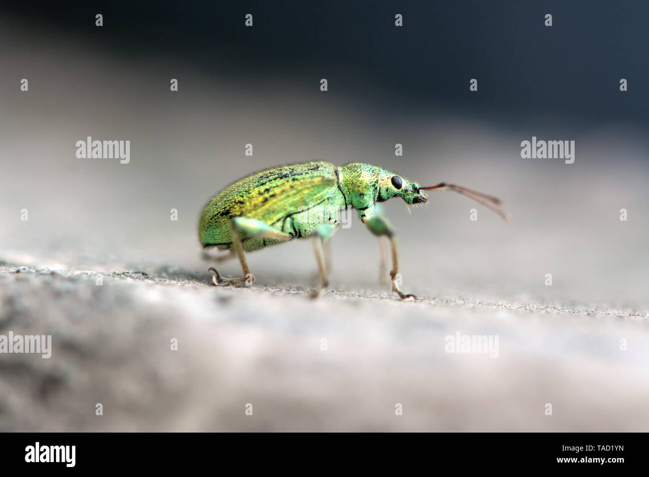 Macro of right side of a beautiful, green bug - Phyllobius arborator ...
