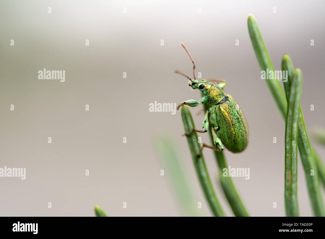 Macro of a beautiful, green bug - Phyllobius arborator on pine tree ...