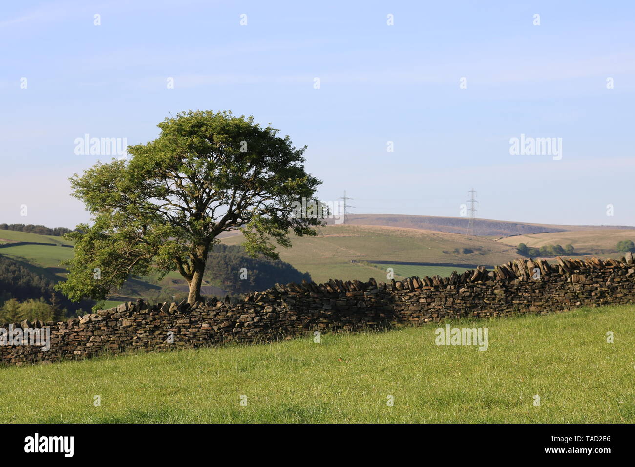 South Pennine trees Stock Photo - Alamy