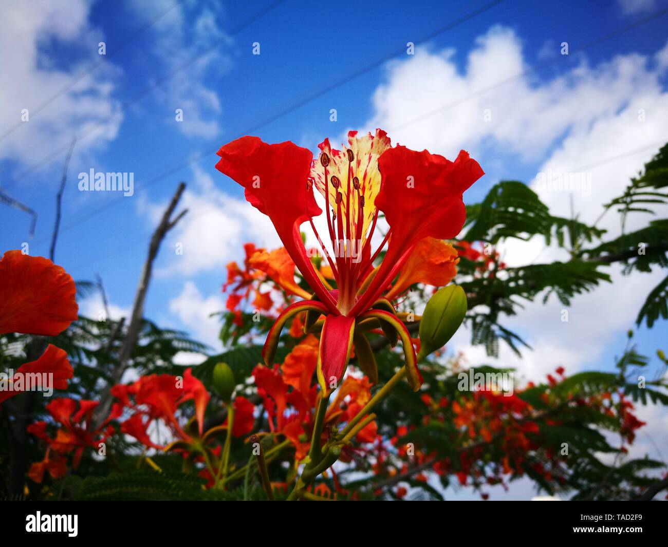 After Noon Flower High Resolution Stock Photography and Images - Alamy