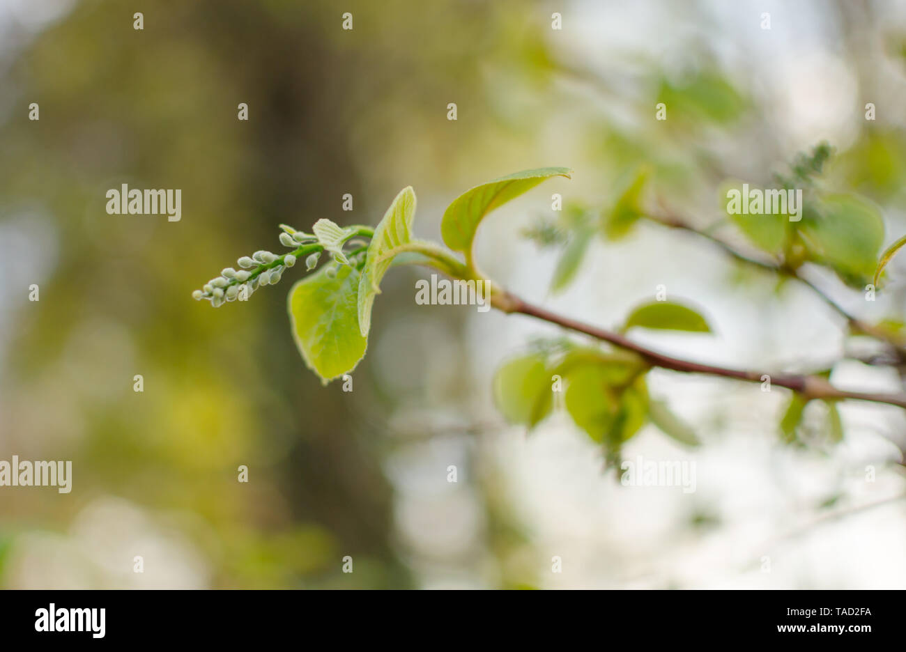 FRAGRANT SNOWBELL (Styrax obassia) branch with buds Stock Photo - Alamy