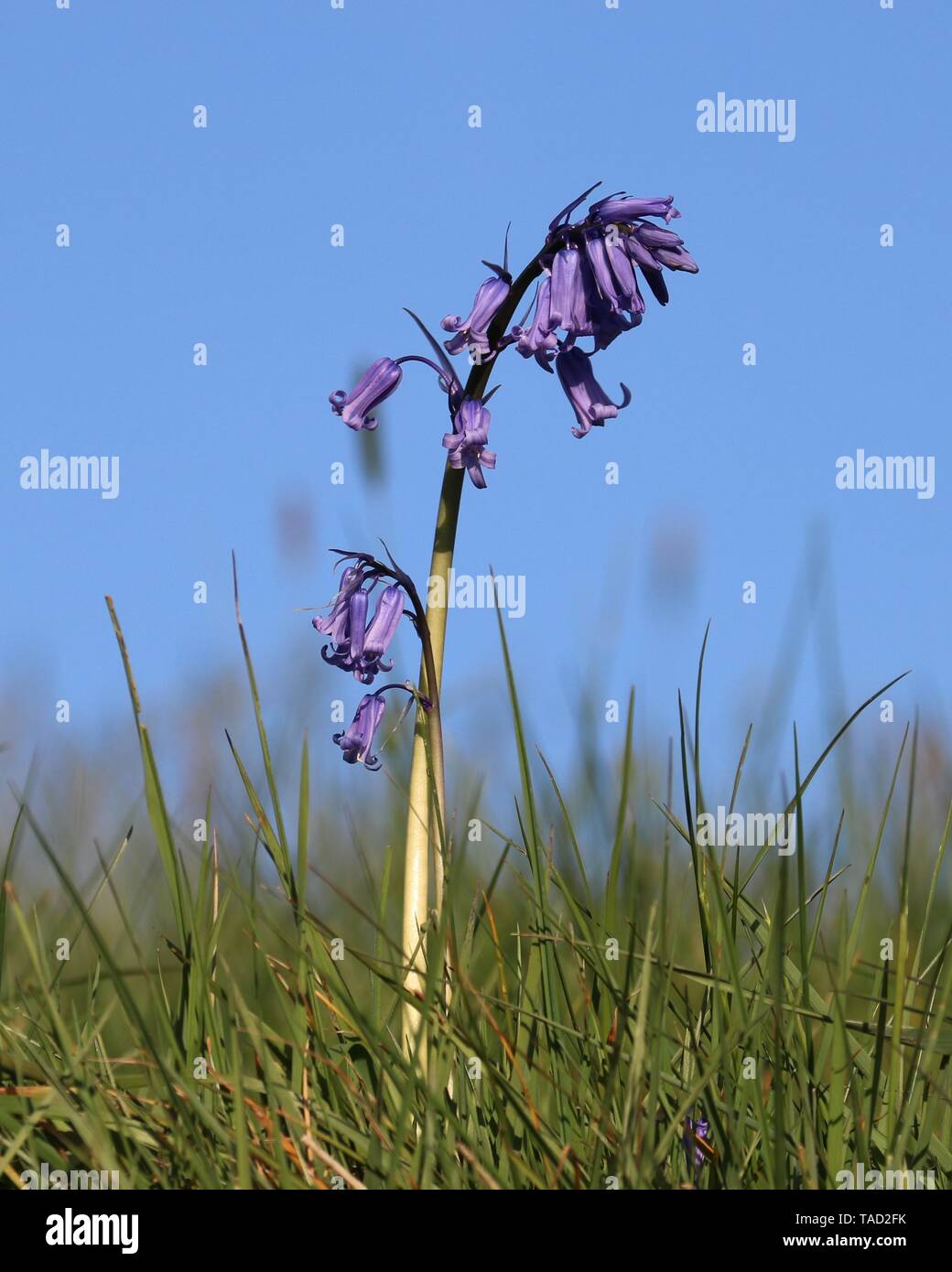 South Pennine flowers Stock Photo - Alamy
