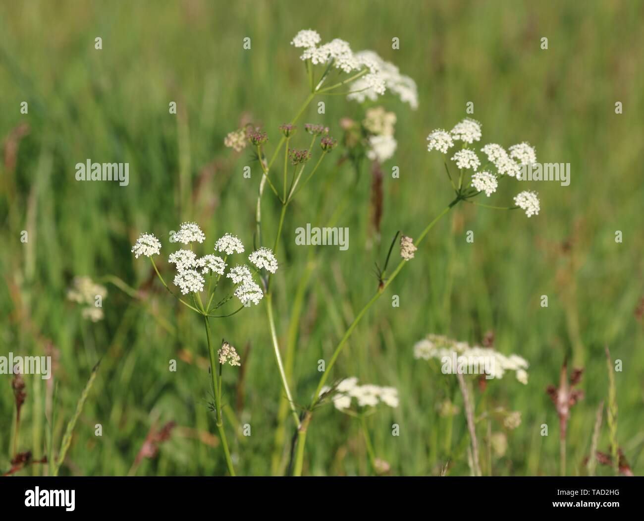 South Pennine flowers Stock Photo - Alamy