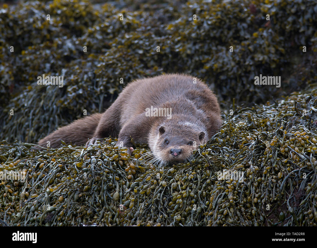 Scottish coastal otter, islay scotland hi-res stock photography and ...