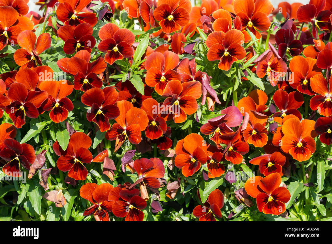 Violas Red Blotch Stock Photo - Alamy