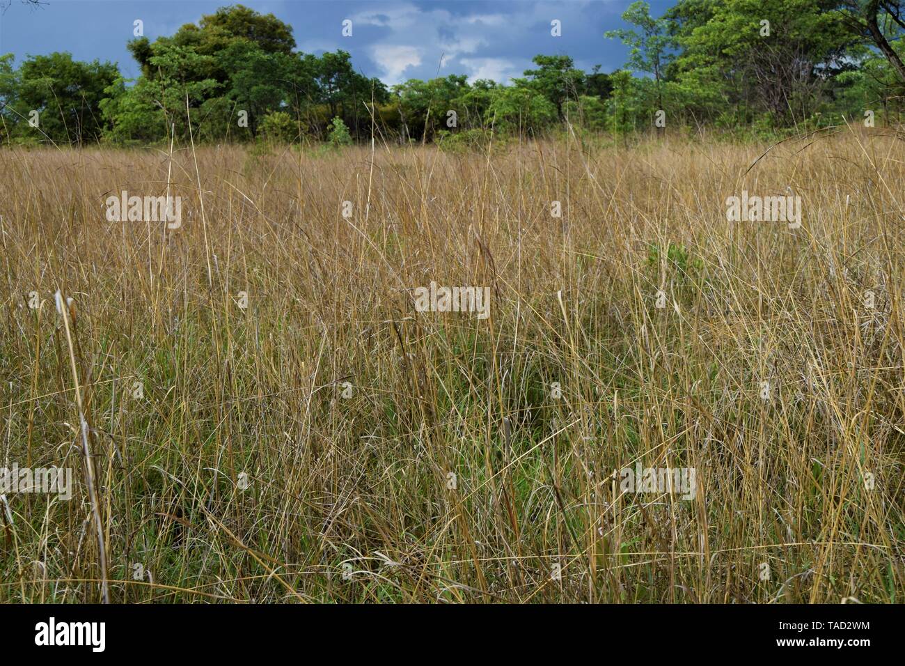 Tall yellow grass in African savannah safari nature landscape Stock ...