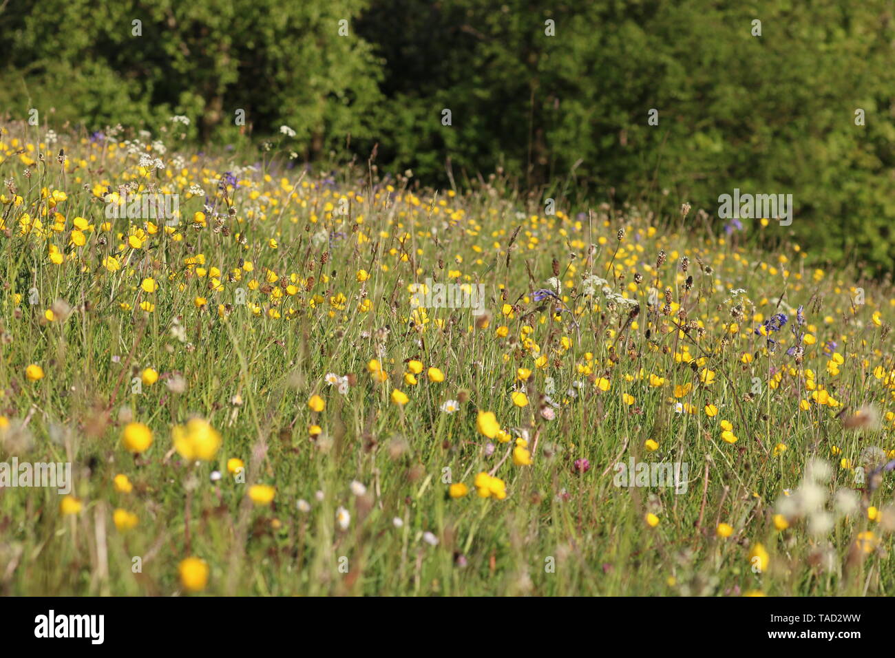 South Pennine flowers Stock Photo - Alamy
