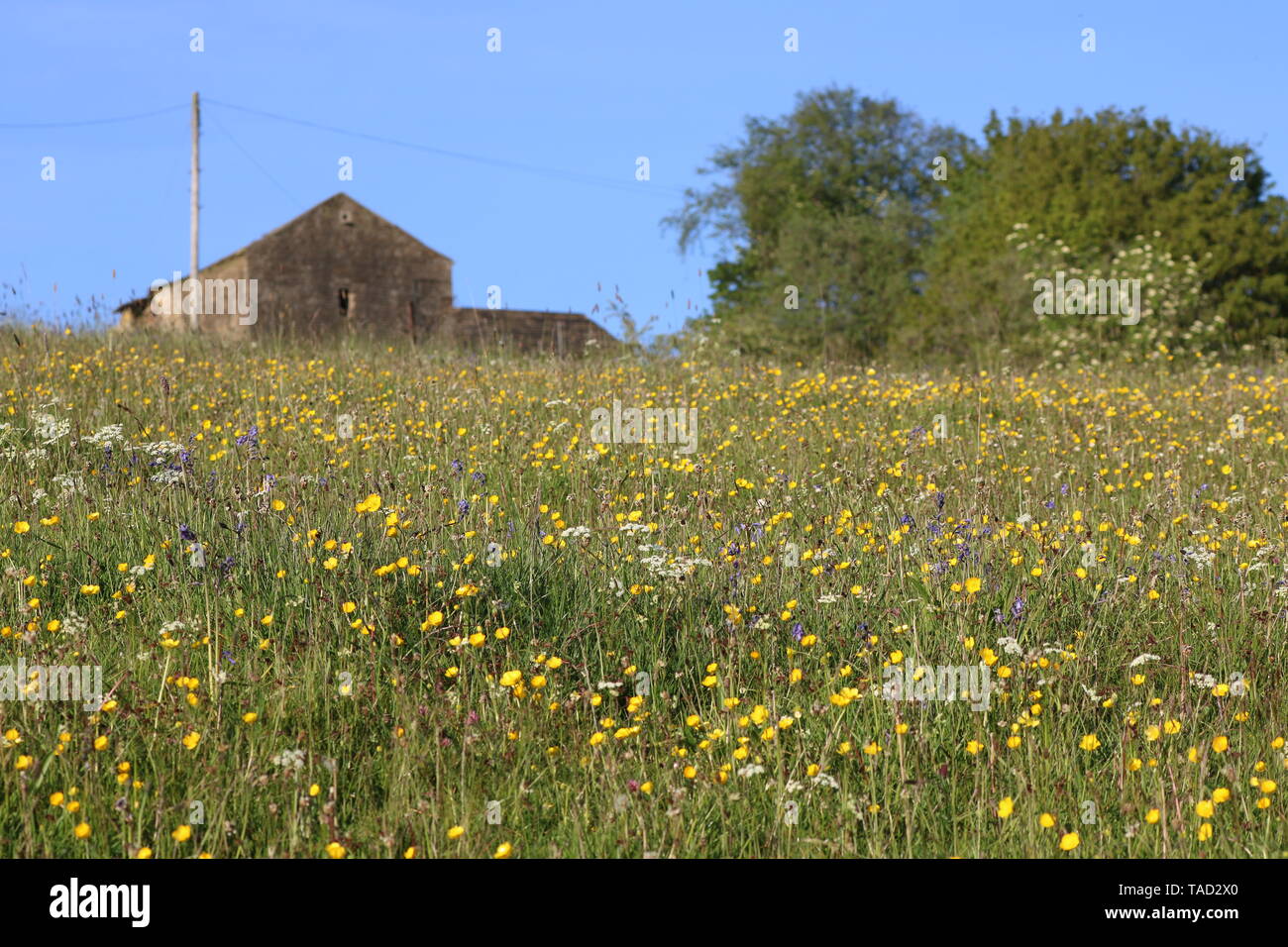 South Pennine flowers Stock Photo - Alamy