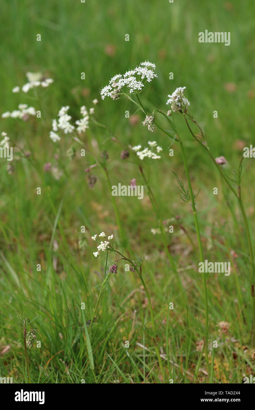 South Pennine flowers Stock Photo - Alamy