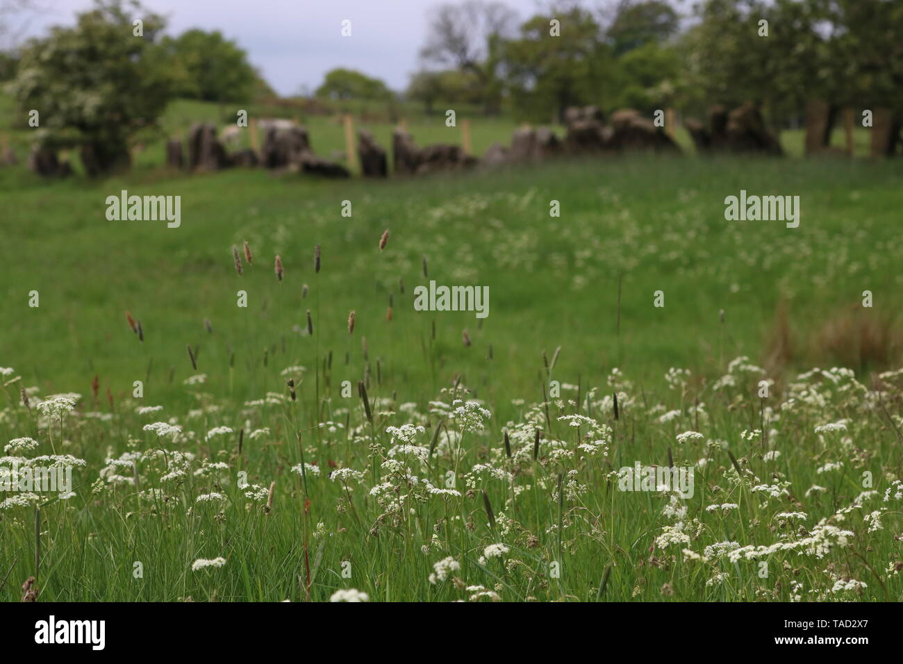 South Pennine flowers Stock Photo - Alamy