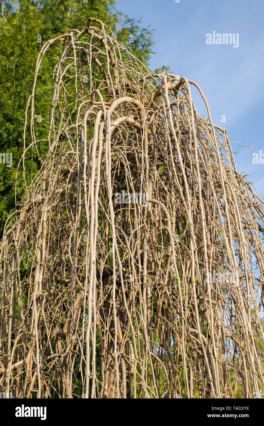 Weeping mulberry - (morus alba pendula) in spring with small green buds ...