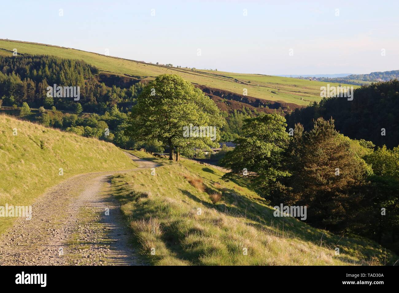 South Pennine trees Stock Photo - Alamy