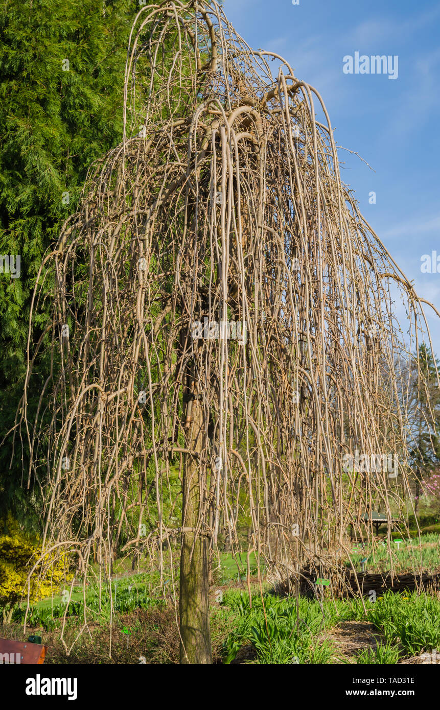 Weeping mulberry - (morus alba pendula) in spring with small green buds ...