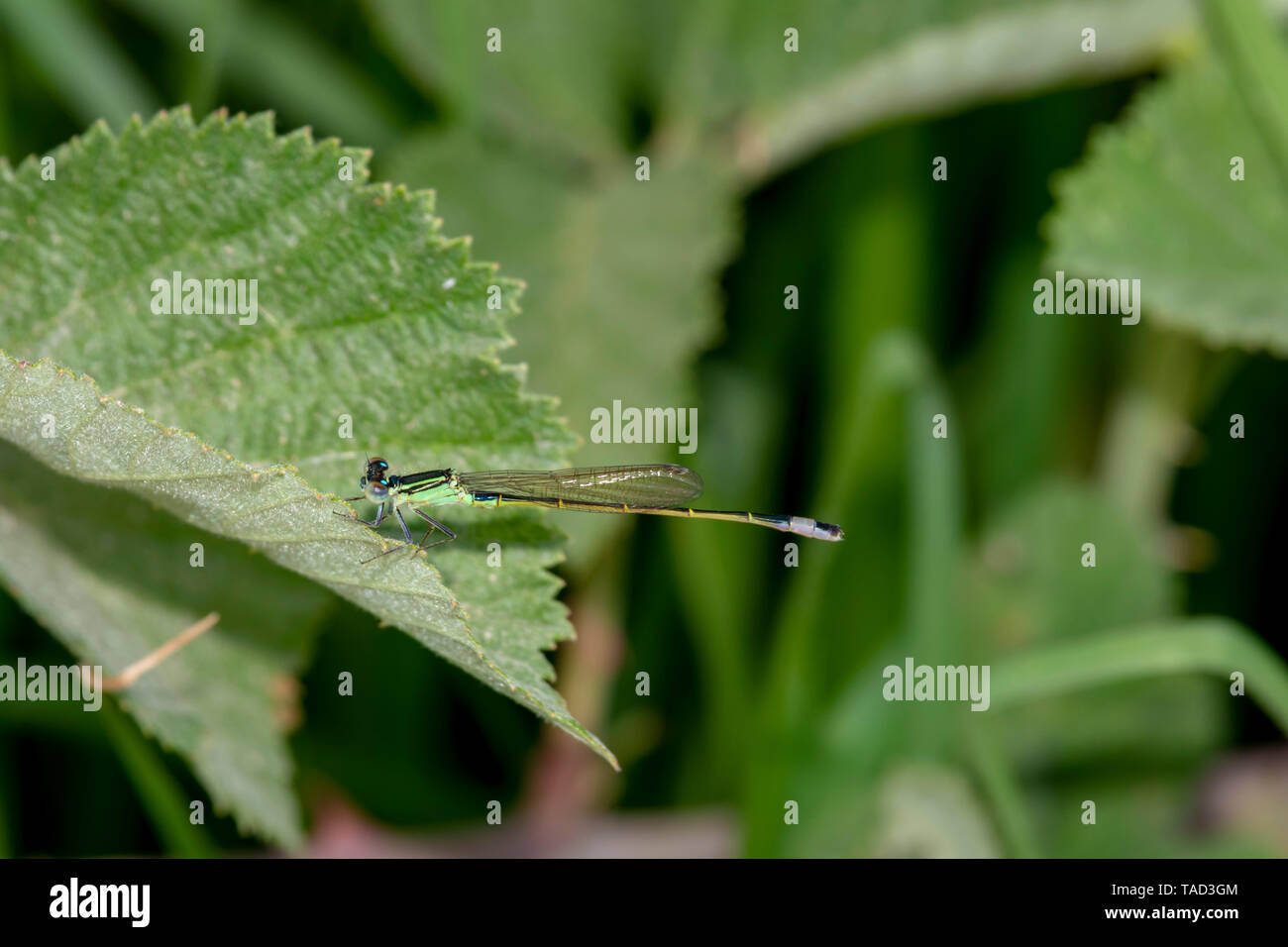 colorful damselfly in northern Israel Stock Photo - Alamy
