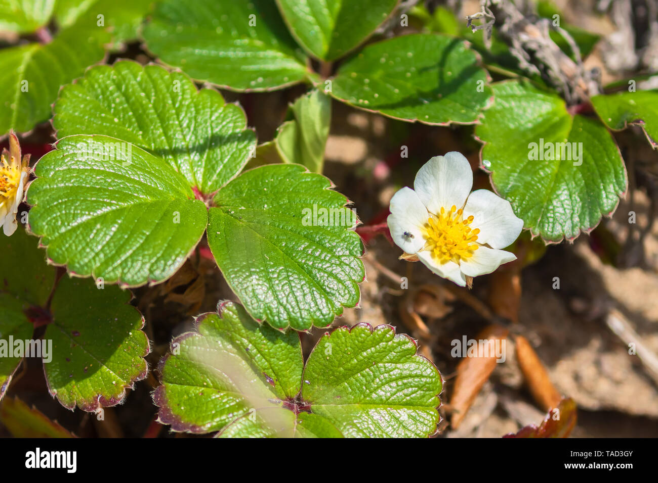 Beach Strawberry Fragaria chiloensis), Point Reyes National Seashore ...