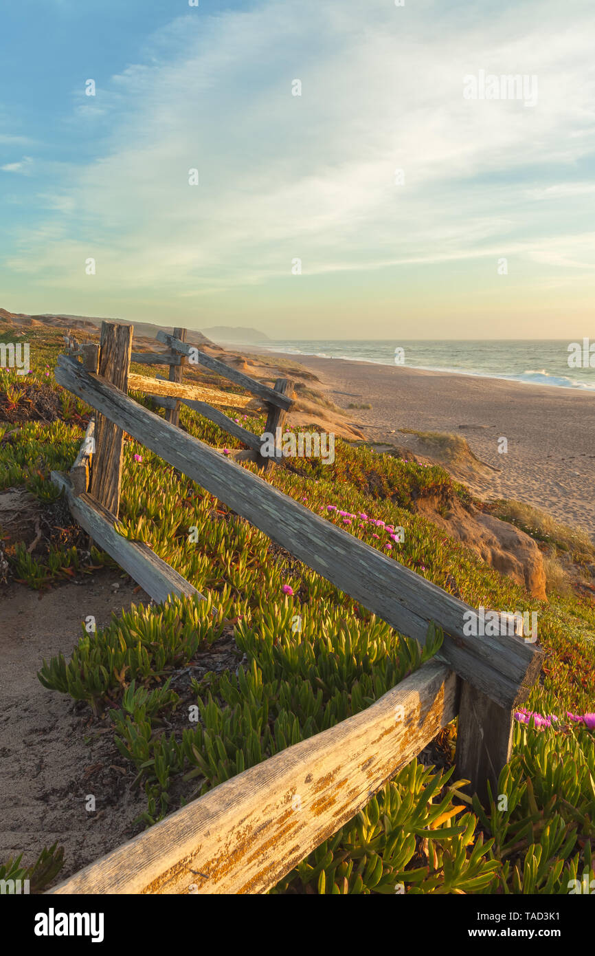 Sea fig hi-res stock photography and images - Alamy