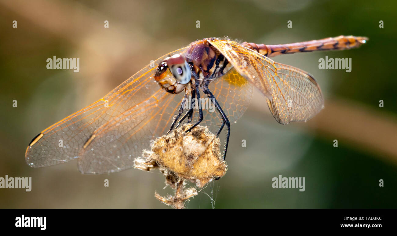 dragonfly a predatory flying insect Stock Photo - Alamy
