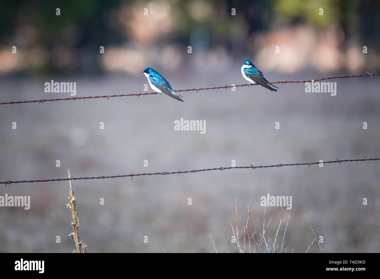 Tree Swallow on Barbed Wire Stock Photo - Alamy