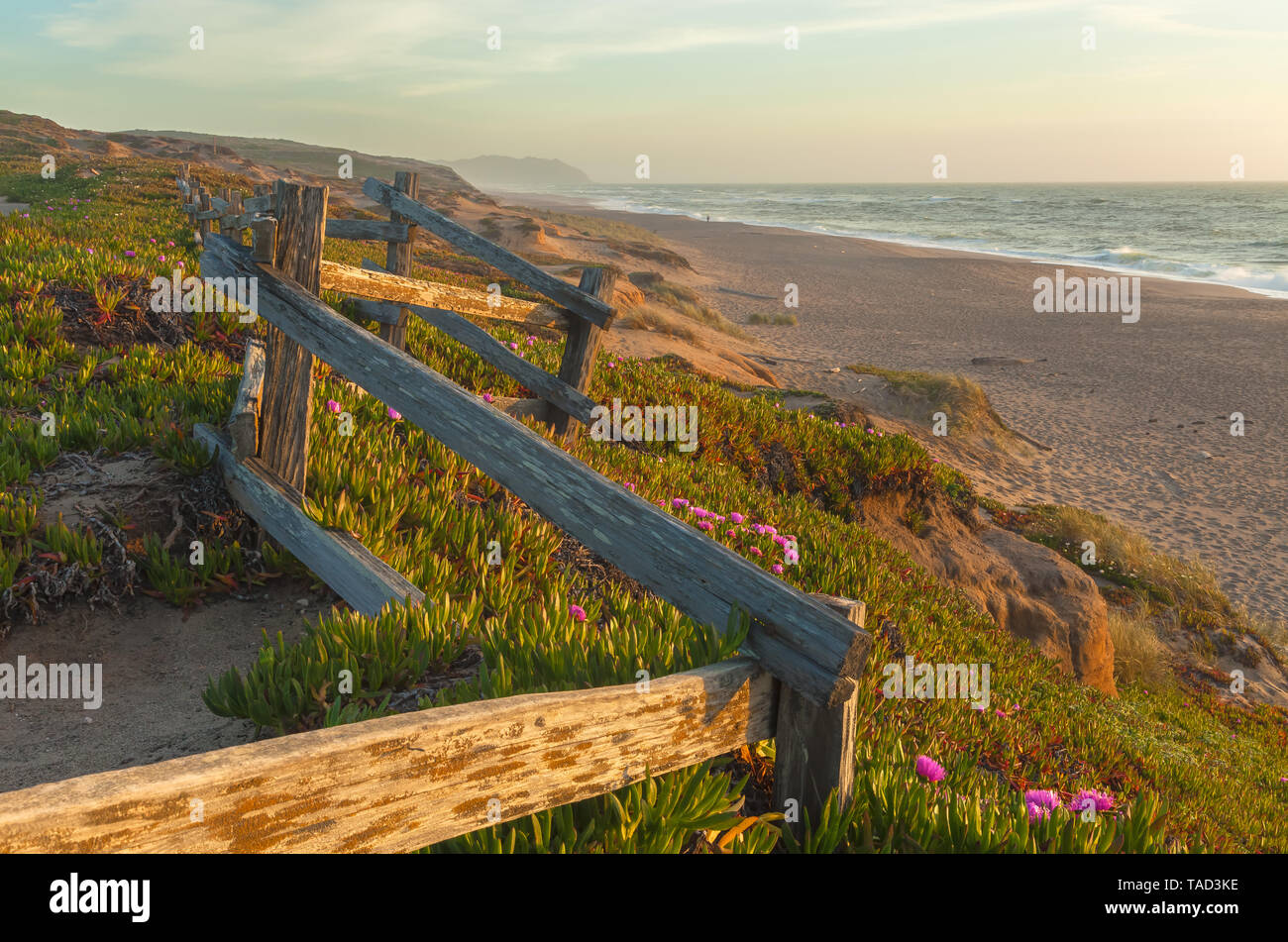 Sea fig hi-res stock photography and images - Alamy