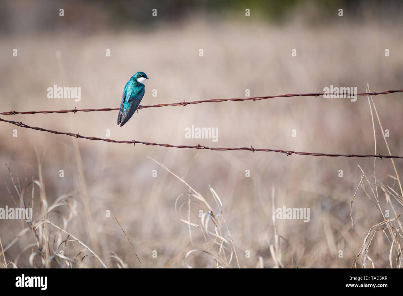 Tree Swallow on Barbed Wire Stock Photo - Alamy