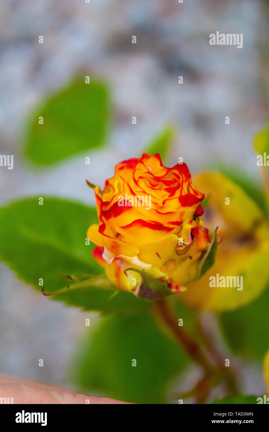 Roses sprouting hi-res stock photography and images - Alamy