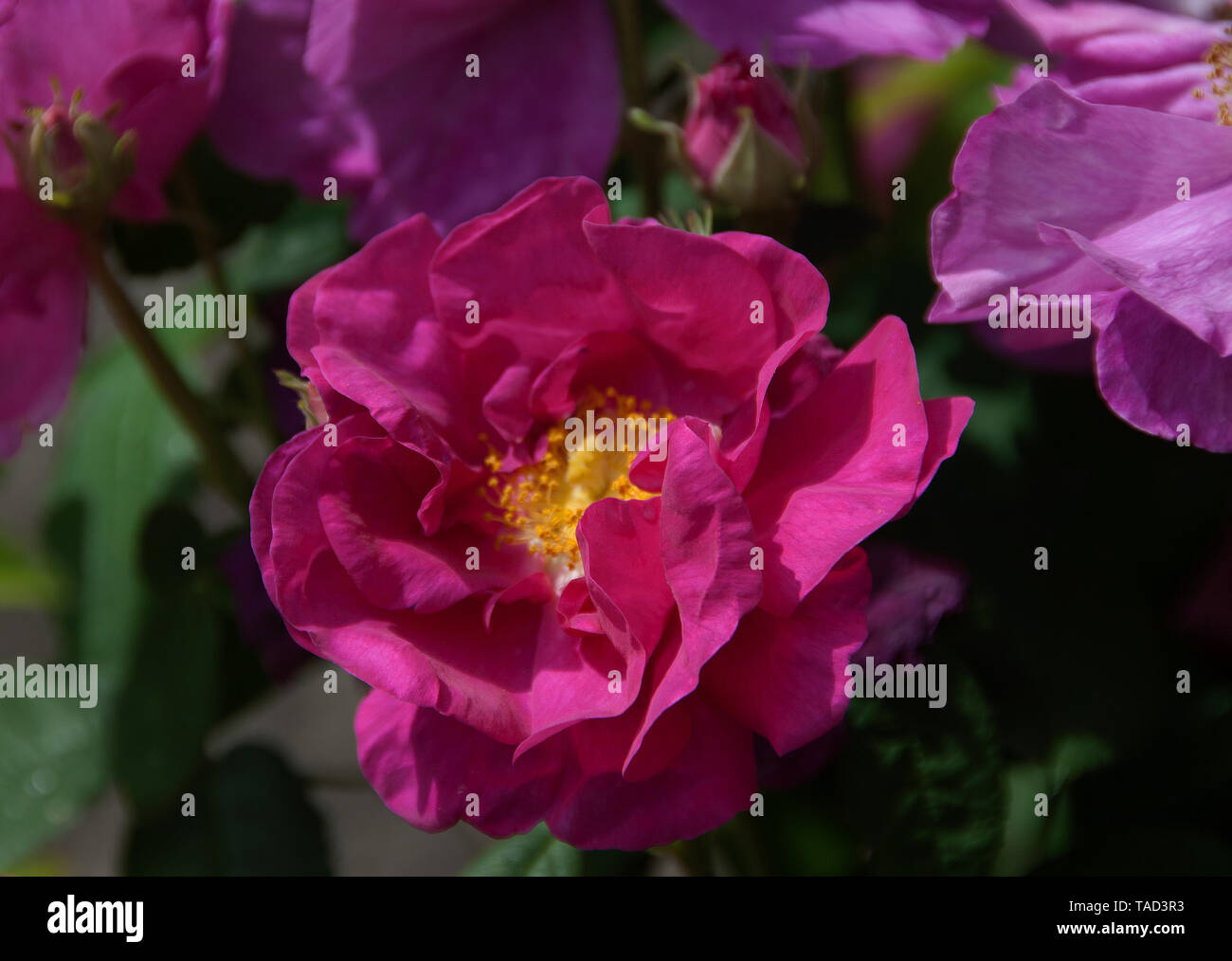 Rosa gallica hi-res stock photography and images - Alamy