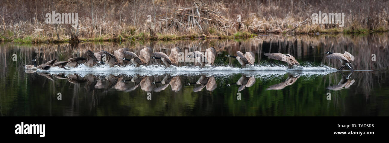Goose Landing on Water Compilation Stock Photo - Alamy