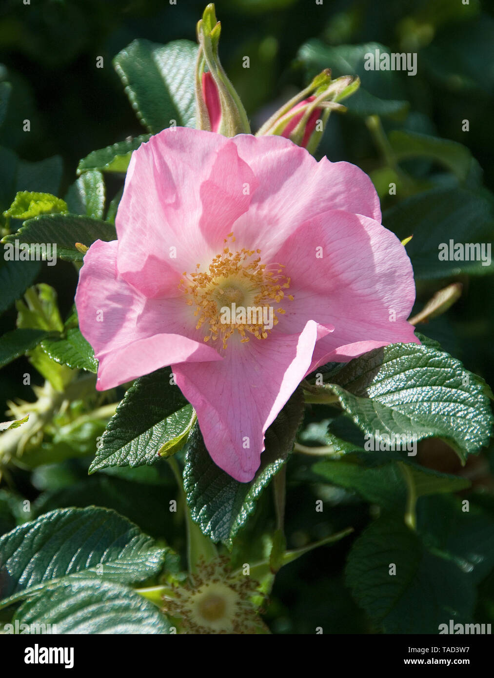 Victorian shrub hi-res stock photography and images - Alamy