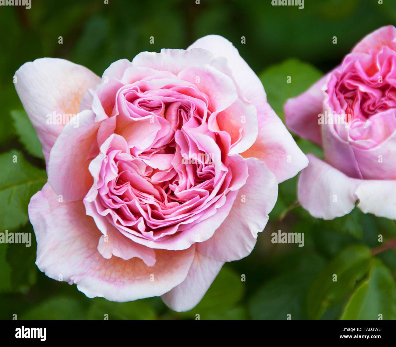 Climbing rose rosa compassion hi-res stock photography and images - Alamy