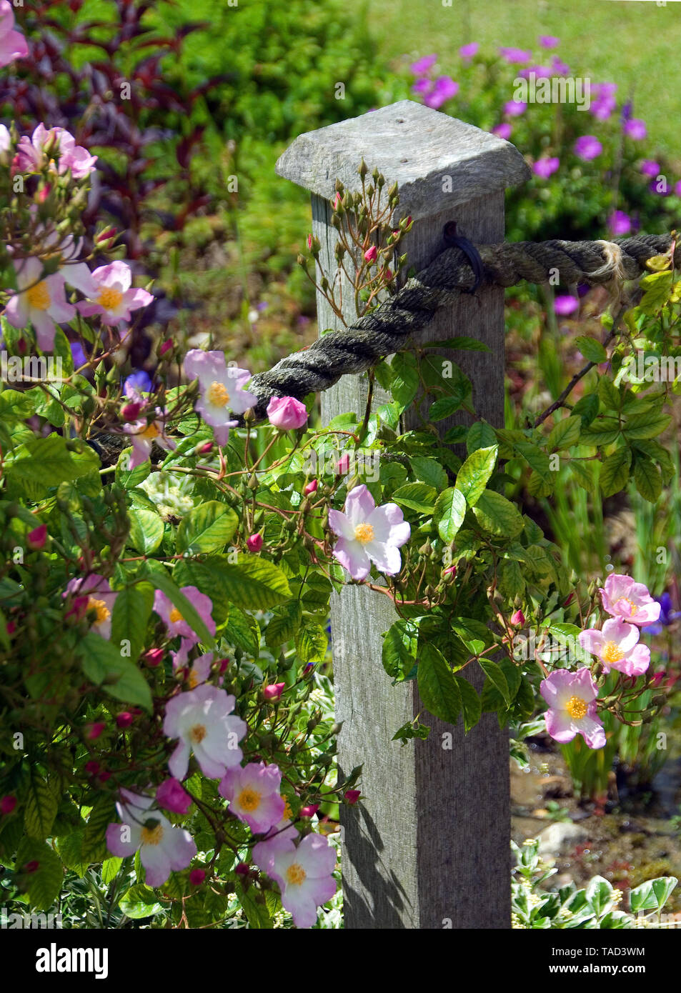 Rosa francis e lester hips hi-res stock photography and images - Alamy