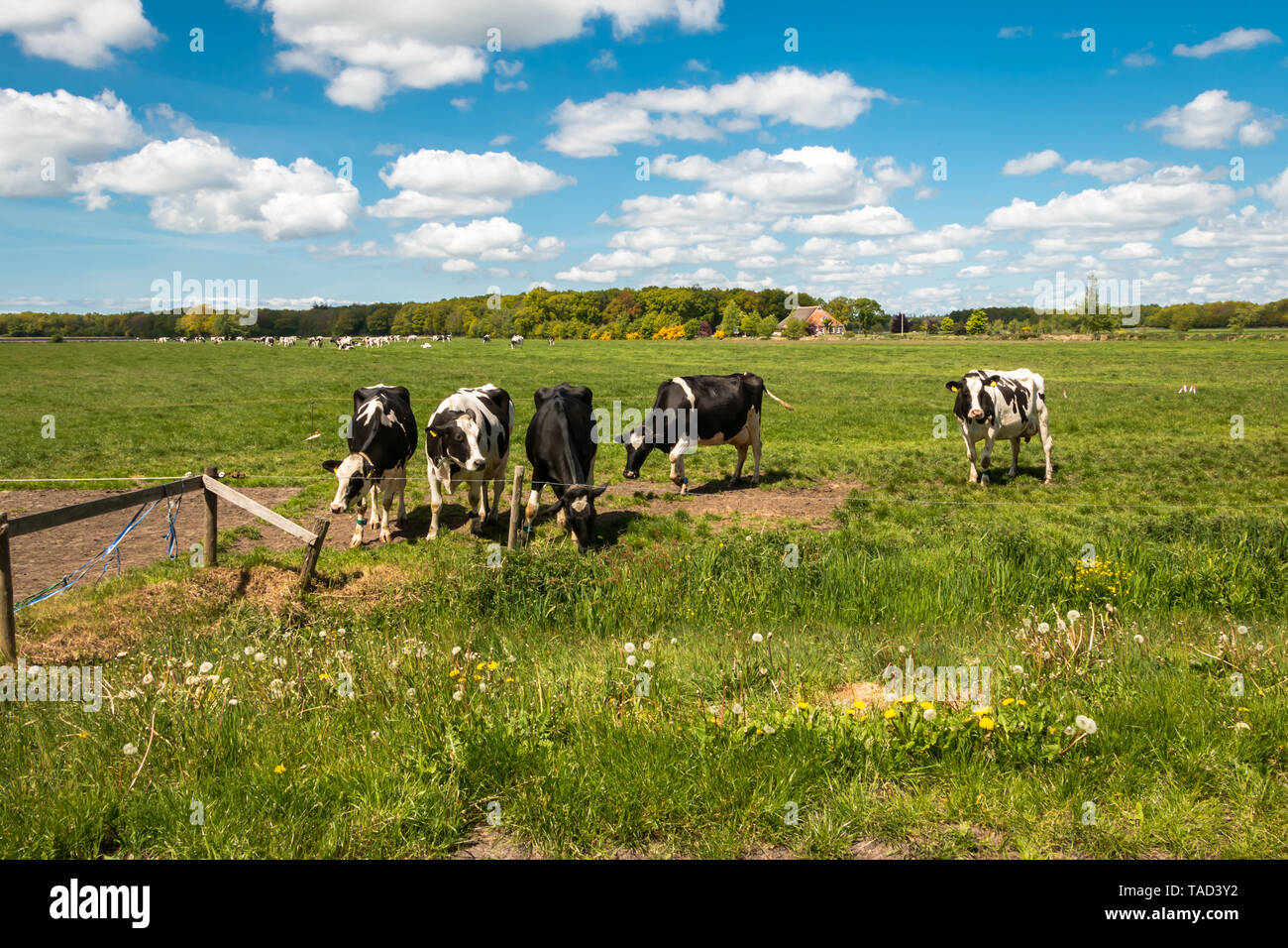 Friesland cow hi-res stock photography and images - Alamy