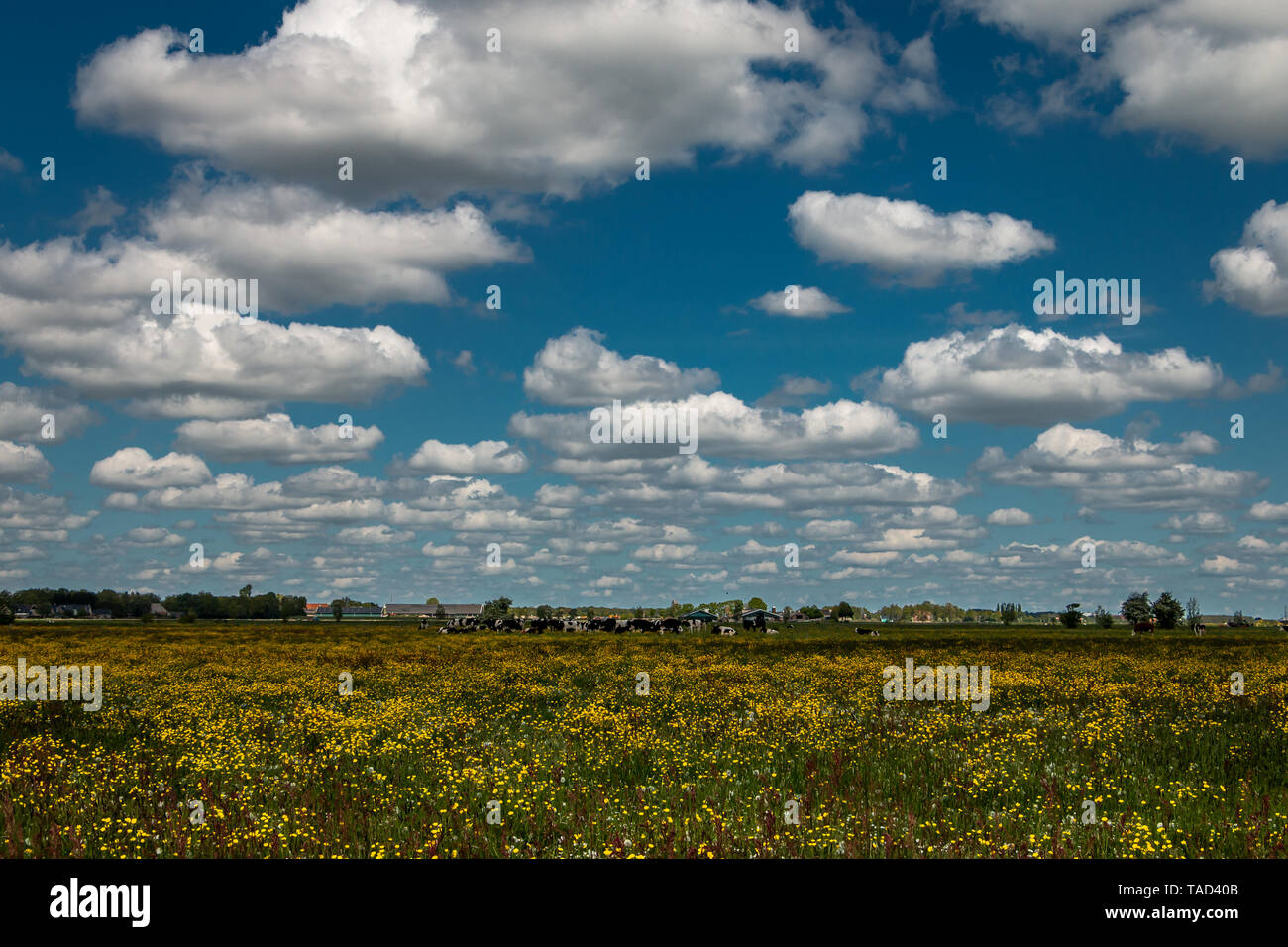 Beautiful holstein frisian cows in the field the Netherlands, province ...
