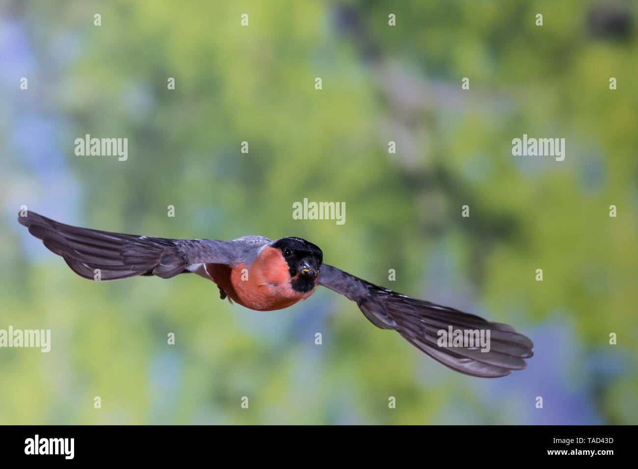 Flying male bullfinch hi-res stock photography and images - Alamy
