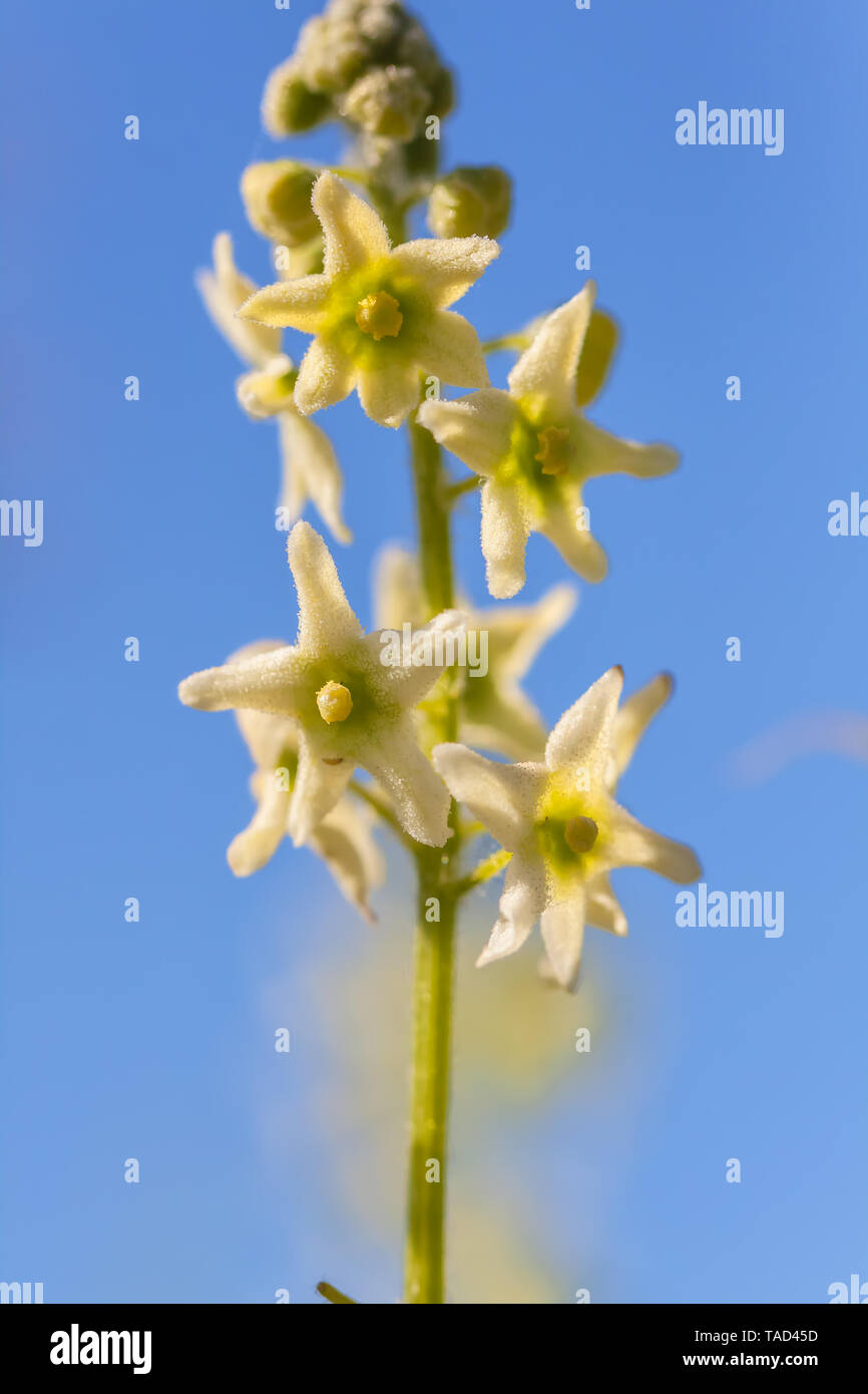 California manroot flowers (Marah fabacea), Point Reyes National ...